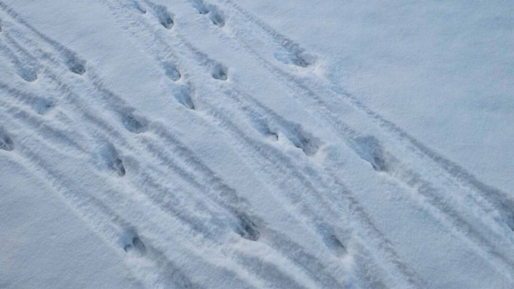 How to Follow Deer Tracks in Snow