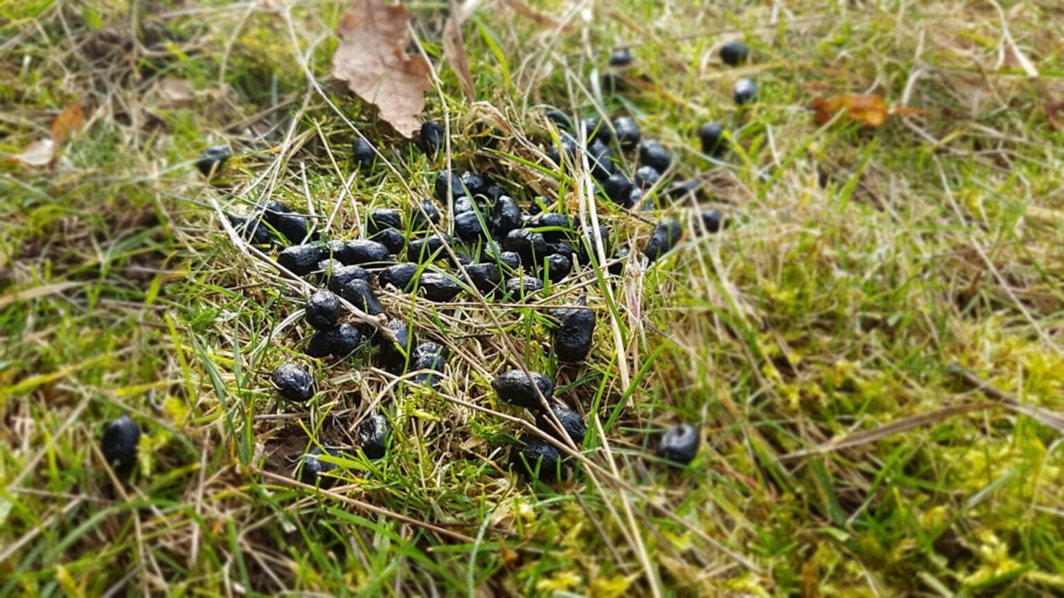 How to Identify Signs of a Nearby Deer